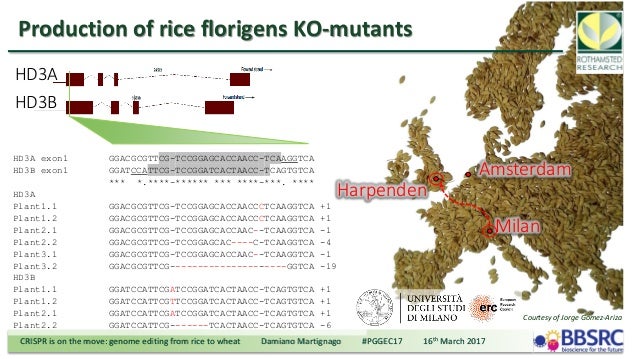 CRISPR Is On The Move: Genome Editing From Rice To Wheat