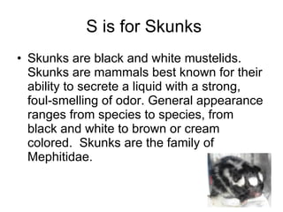 Skunk Research | PPT