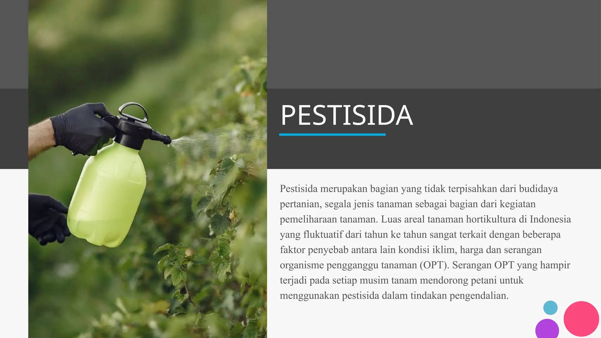DAMPAK PENGGUNAAN PESTISIDA PADA TANAMAN BUAH DAN SAYUR SERTA CARA ...