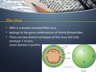 Gumboro_Disease Infectious Bursal Disease (IBD) | PPT