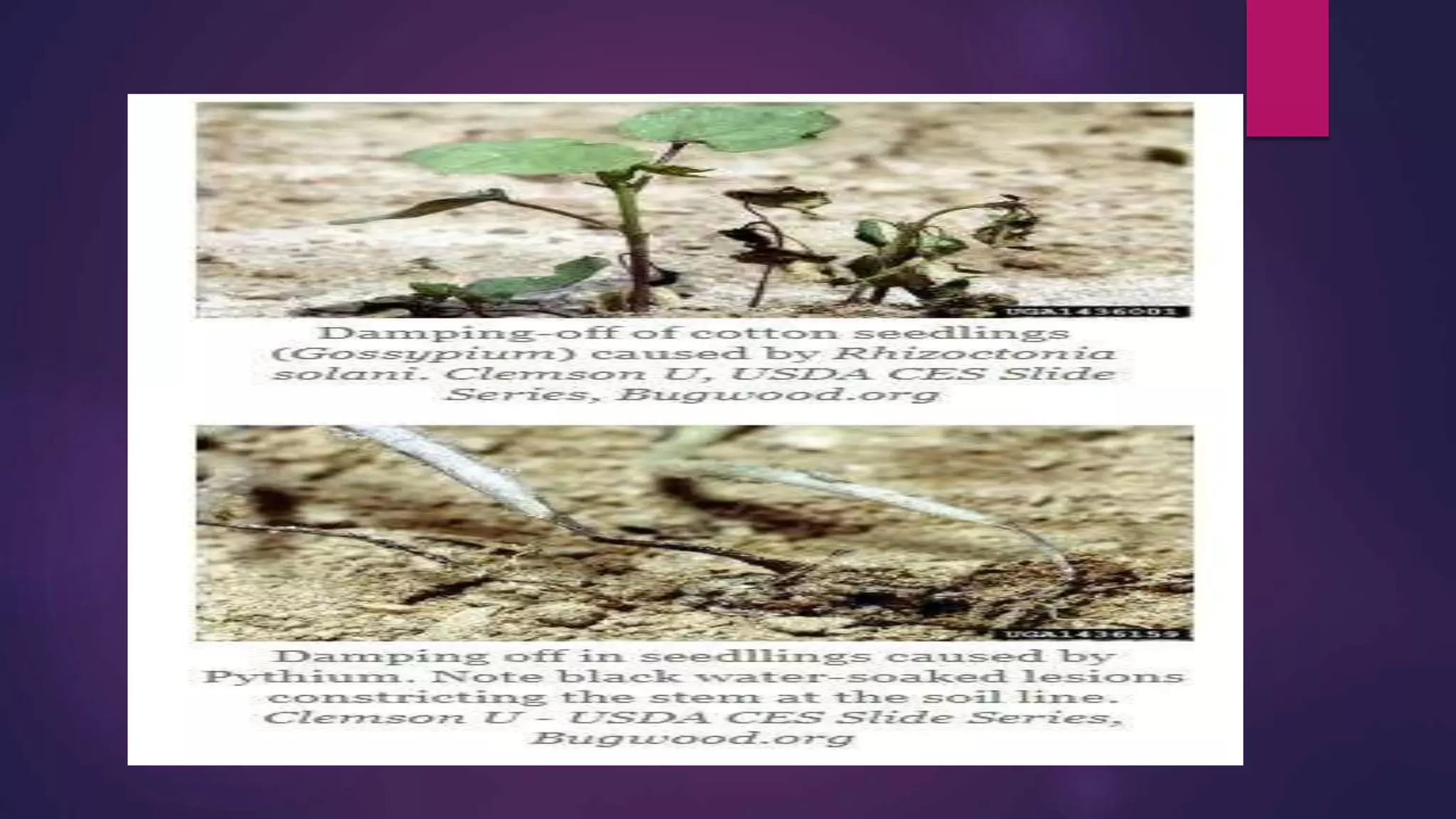 Damping-off |Symptoms, Causes, Control and Management | PPTX