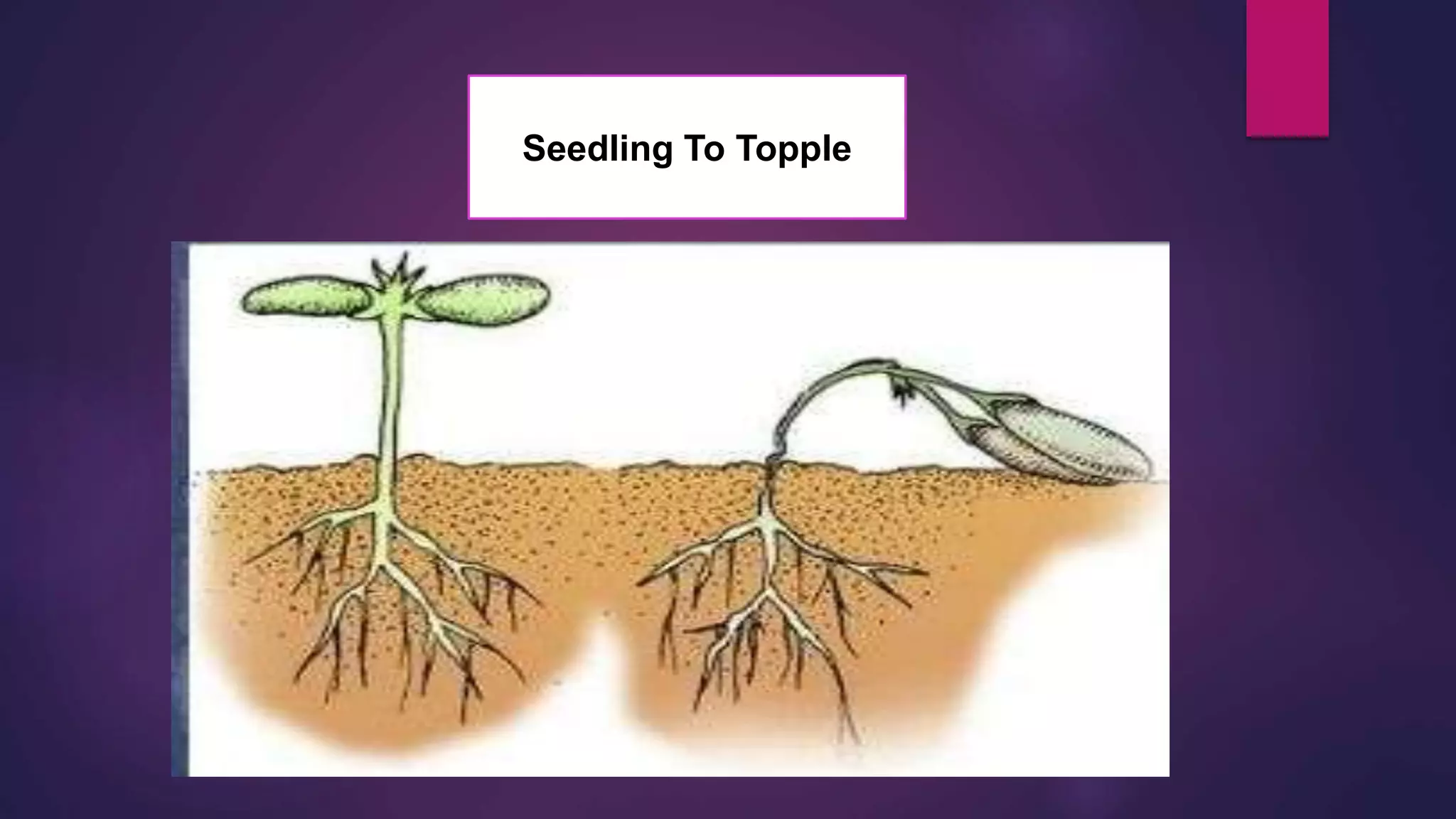Damping-off |Symptoms, Causes, Control and Management | PPTX