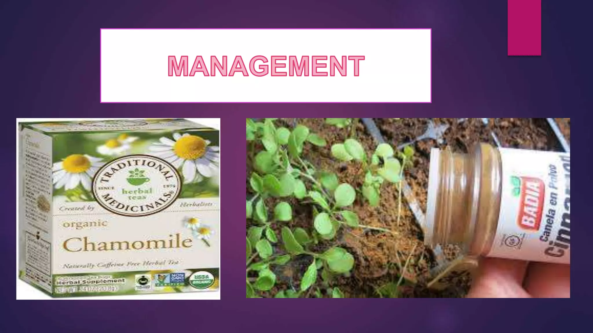 Damping-off |Symptoms, Causes, Control and Management | PPTX