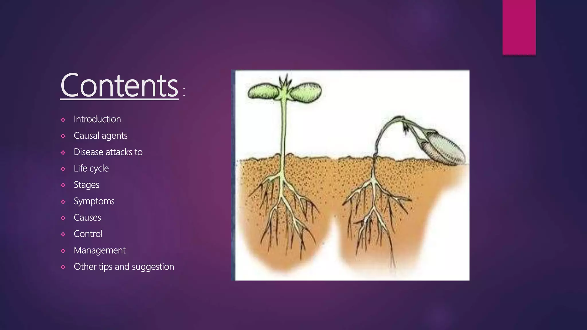 Damping-off |Symptoms, Causes, Control and Management | PPTX