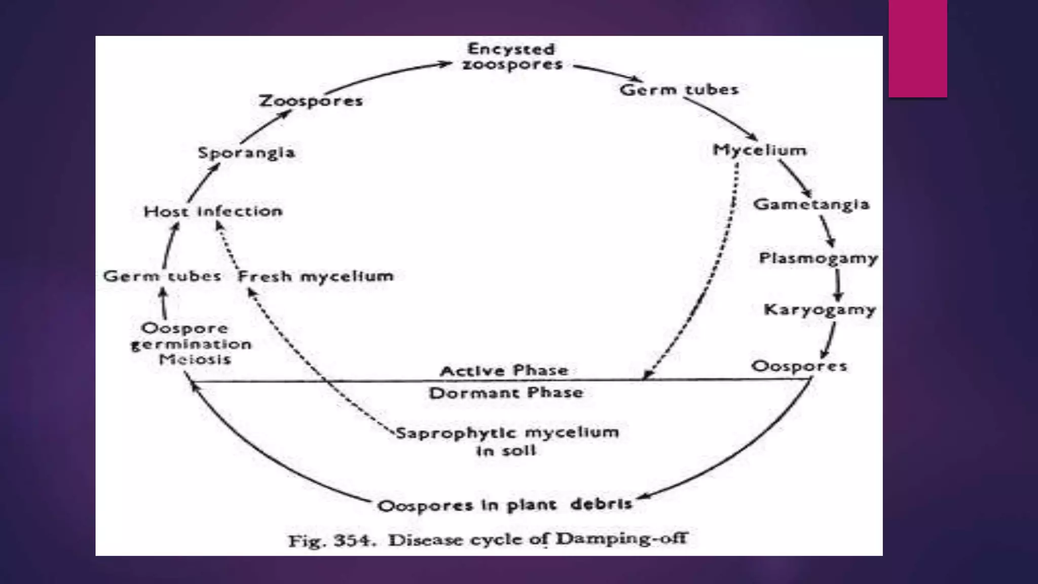Damping-off |Symptoms, Causes, Control and Management | PPTX