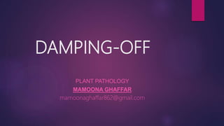 Damping-off |Symptoms, Causes, Control and Management | PPTX