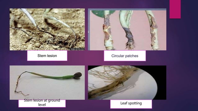 Damping-off |Symptoms, Causes, Control and Management | PPTX ...