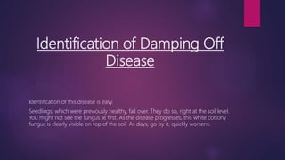 Damping-off |Symptoms, Causes, Control and Management | PPTX