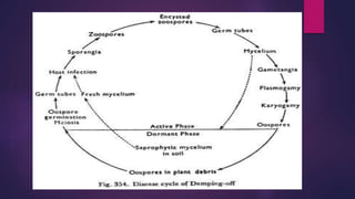 Damping-off |Symptoms, Causes, Control and Management | PPTX