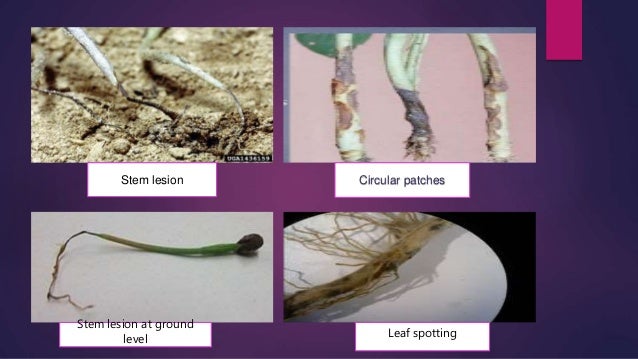 Damping-off |Symptoms, Causes, Control and Management