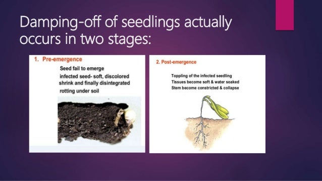 Damping-off |Symptoms, Causes, Control and Management