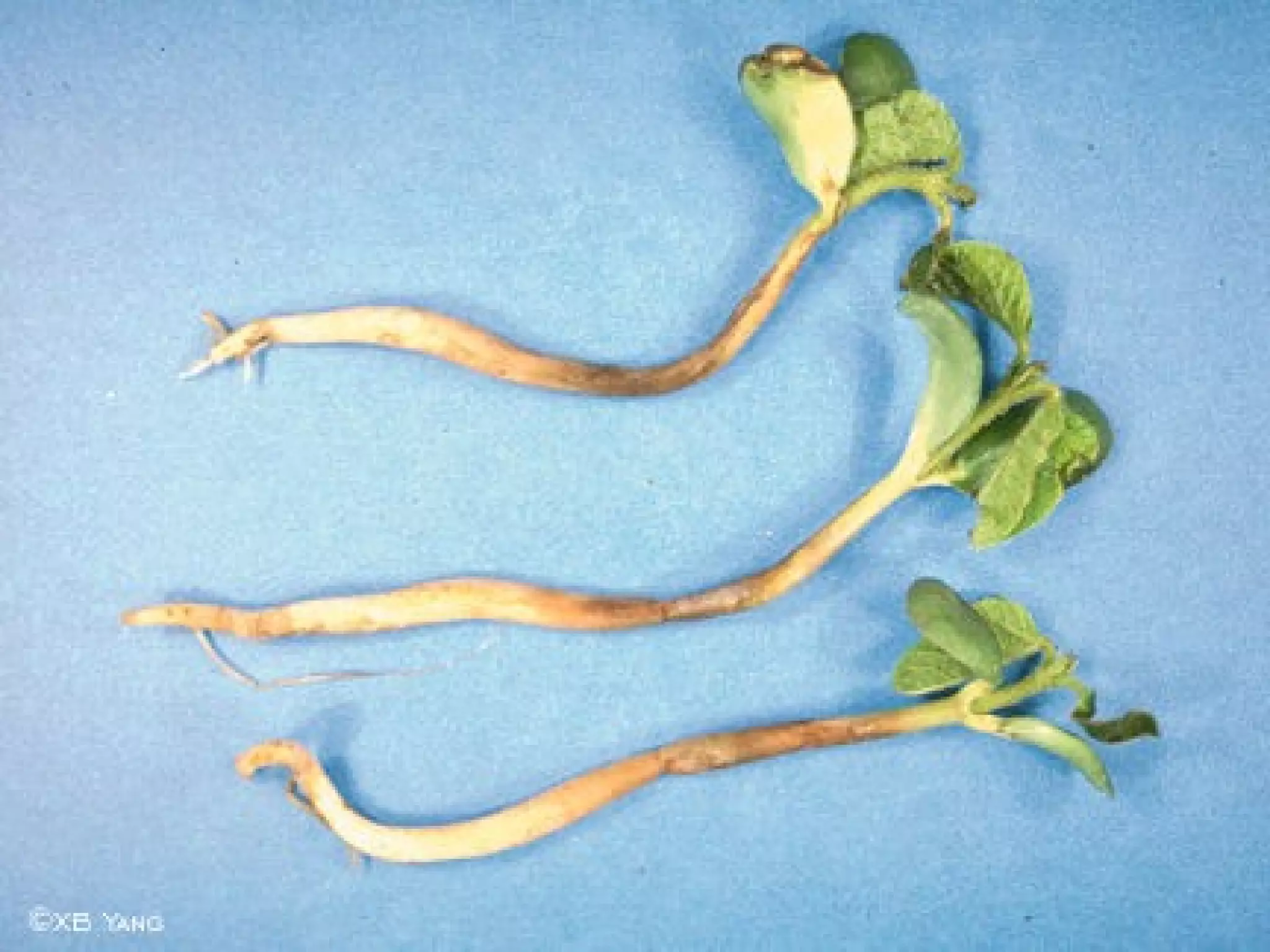 Damping off of Vegetables | PPT