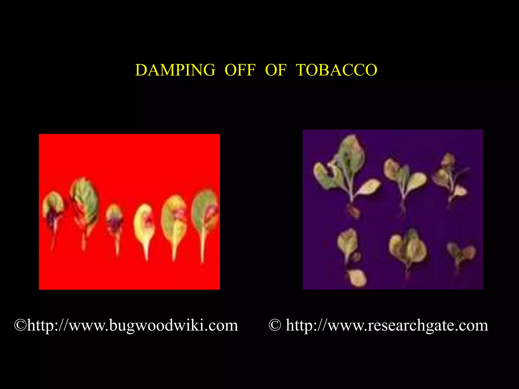 Damping off of tobacco | PPTX
