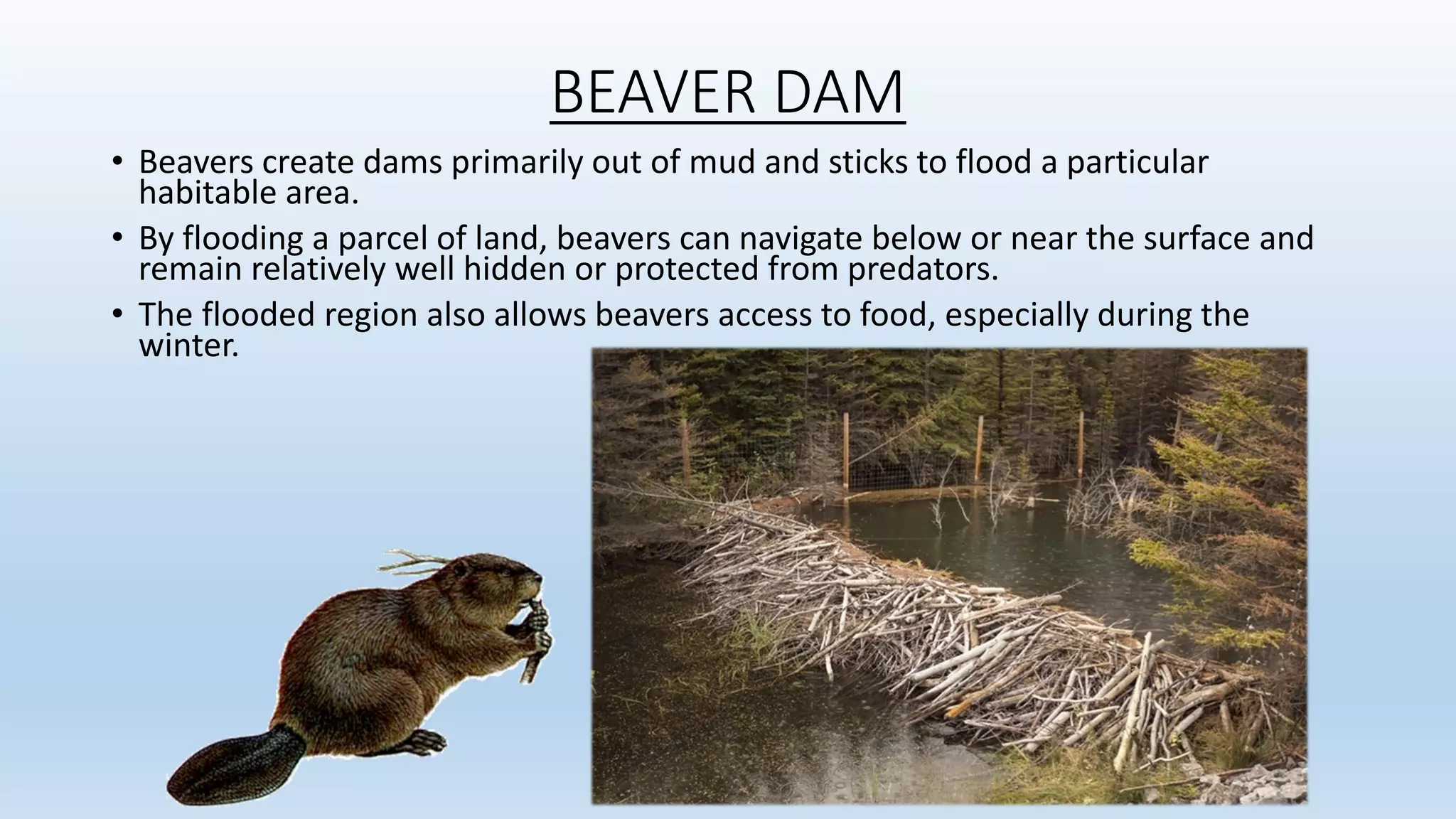 Dams PPT | PDF