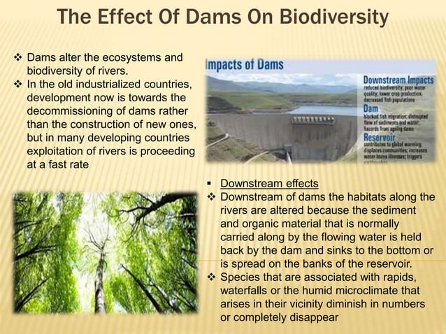 Dams and their Effects on forests and tribal people | PPTX