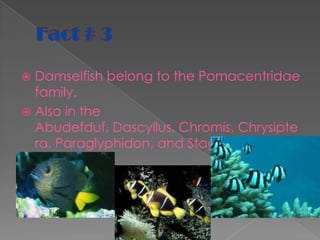 Damselfish j.m. | PPTX