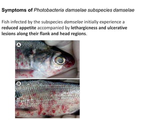 Photobacterium damsellae damsellae | PPTX