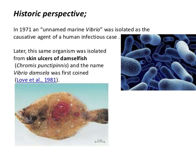 Photobacterium damsellae damsellae
