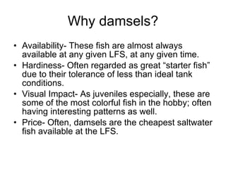 Damsels | PPT | Fish and Aquariums | Pets