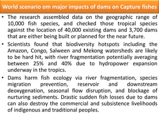 Dams Impacts on environment with special focus on Wild Fisheries.pptx