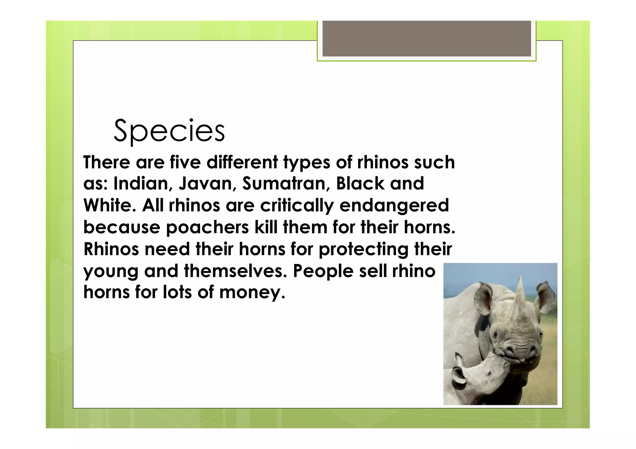 Dana's Rhino Project | PDF