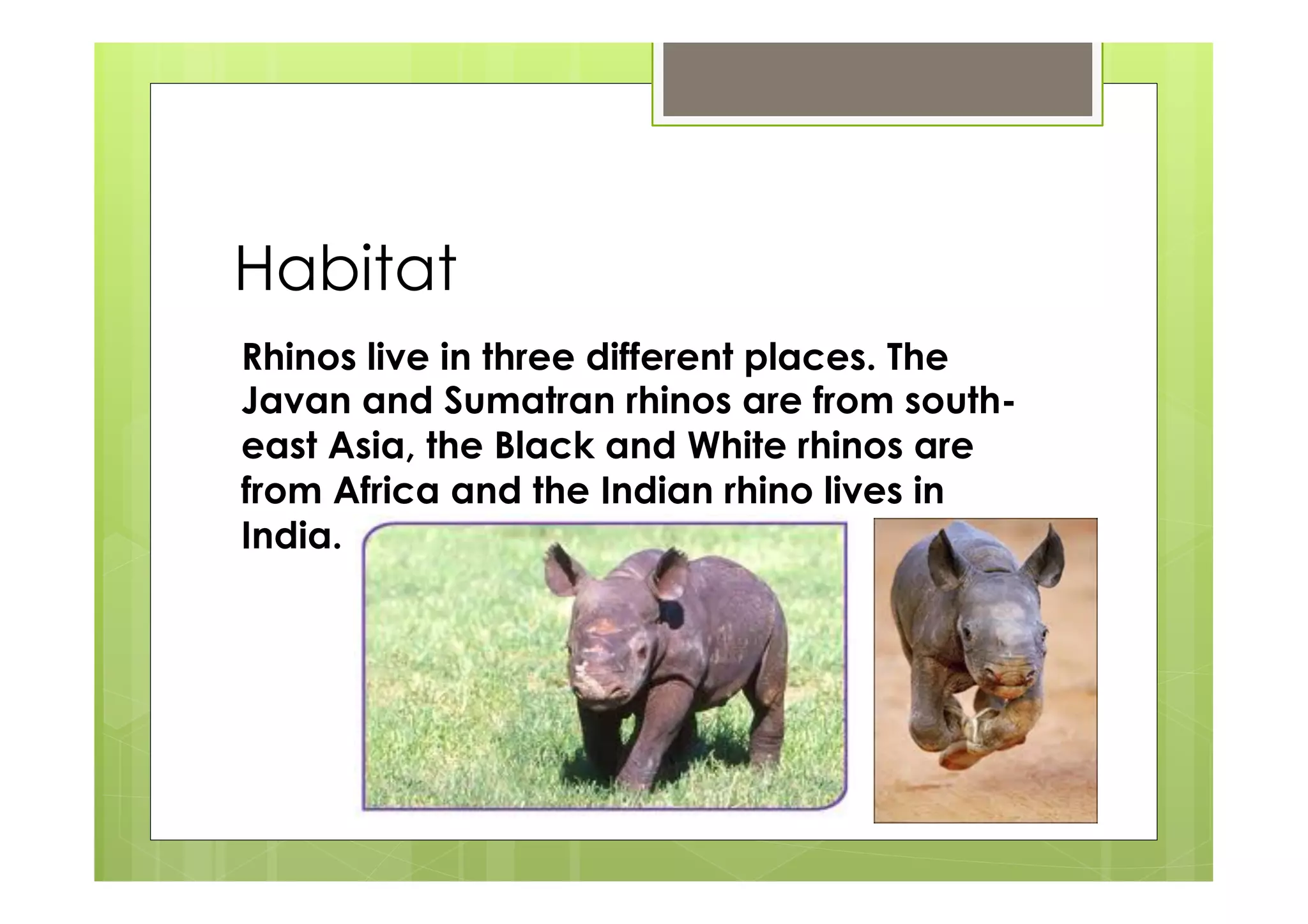 Dana's Rhino Project | PDF
