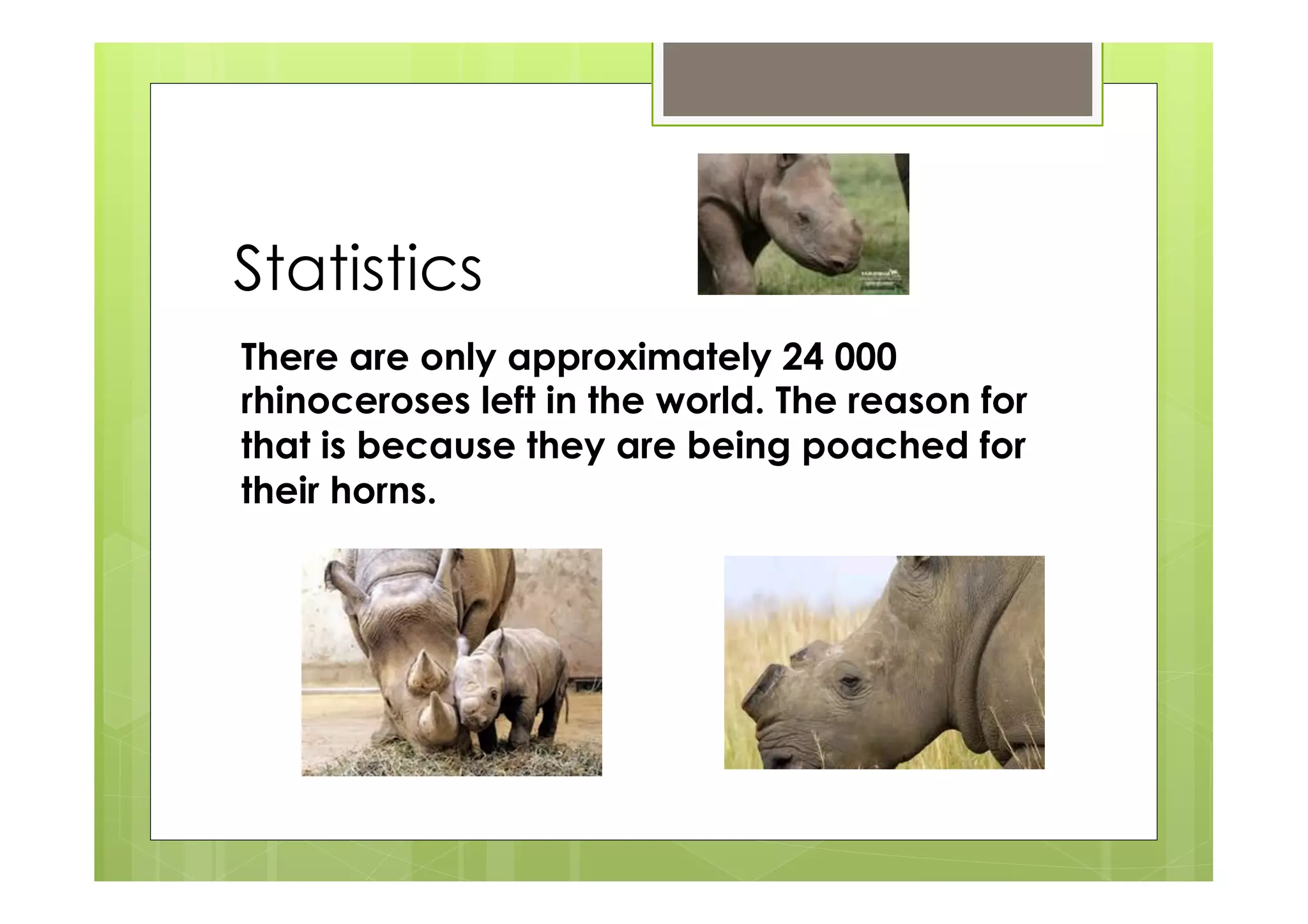 Dana's Rhino Project | PPT