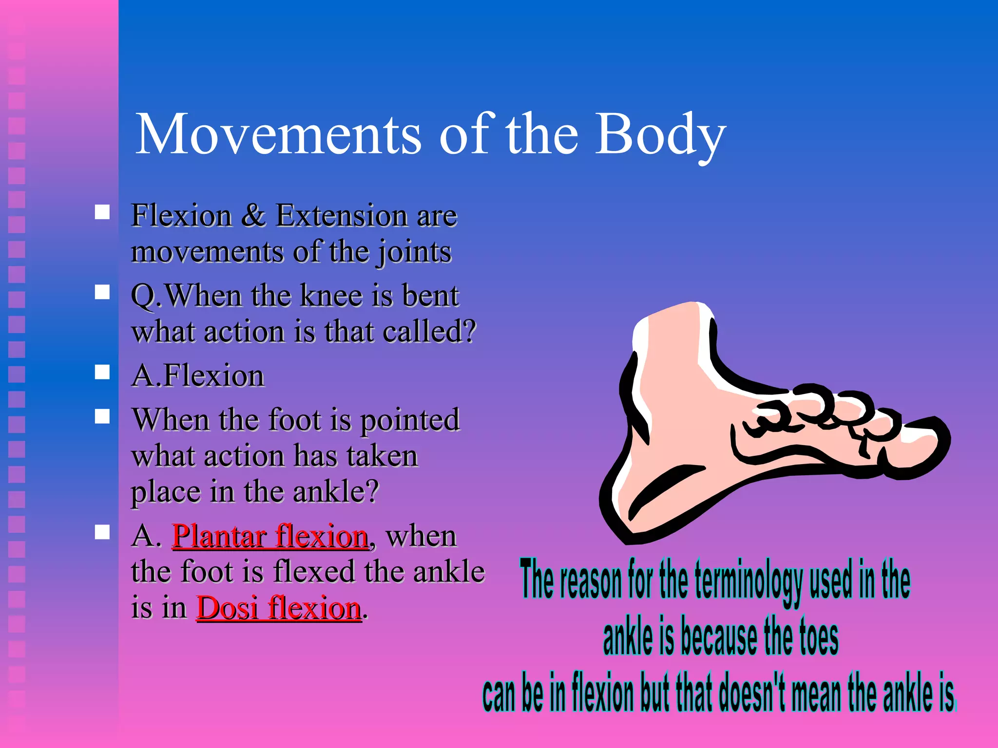 Dance Anatomy Continued | PPT