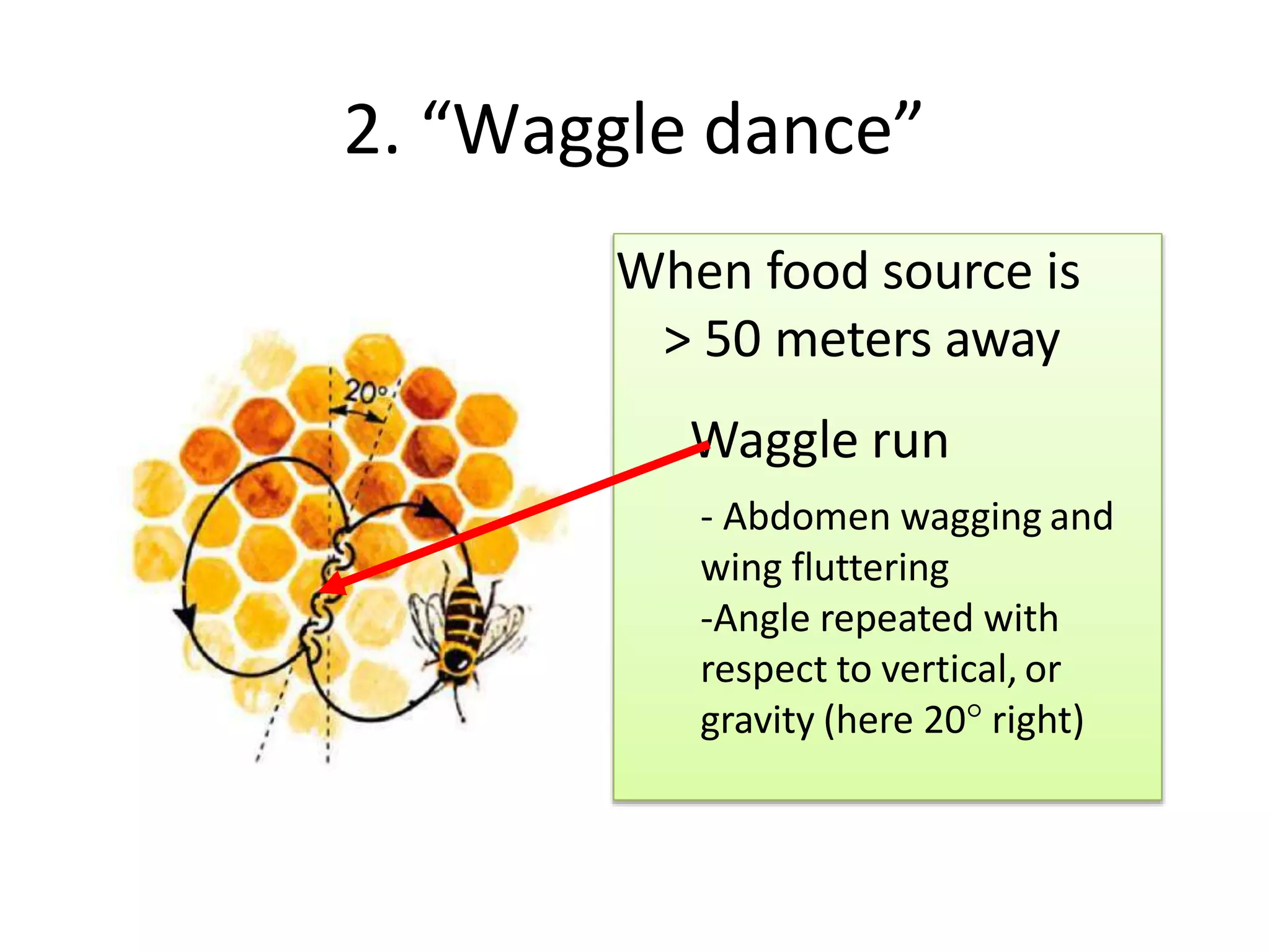Dance language honeybee | PPTX