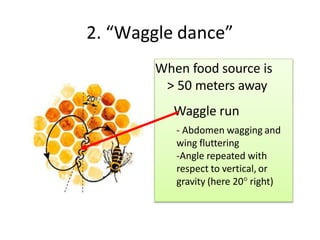 Dance language honeybee | PPTX