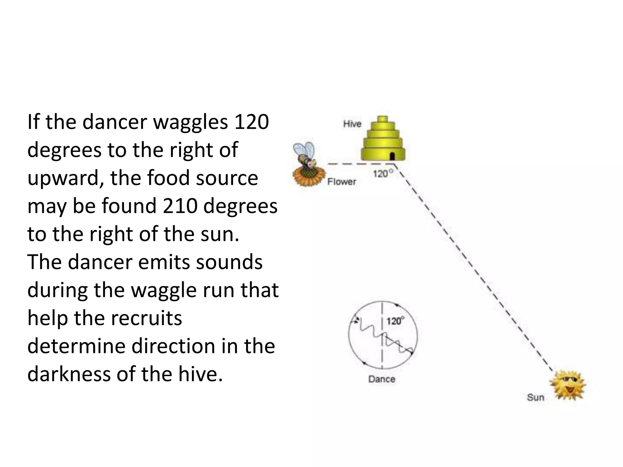 Dance language honeybee | PPTX