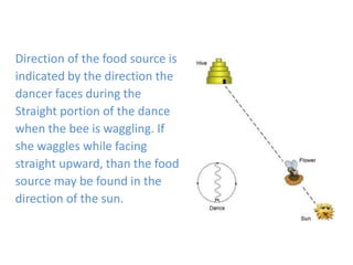 Dance language honeybee | PPTX
