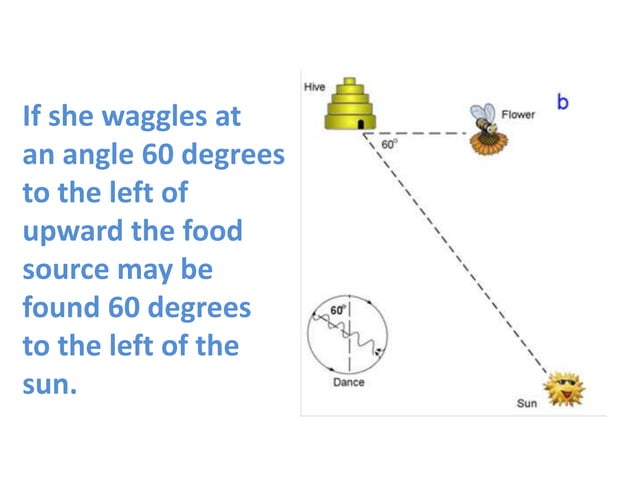 Dance language honeybee | PPTX