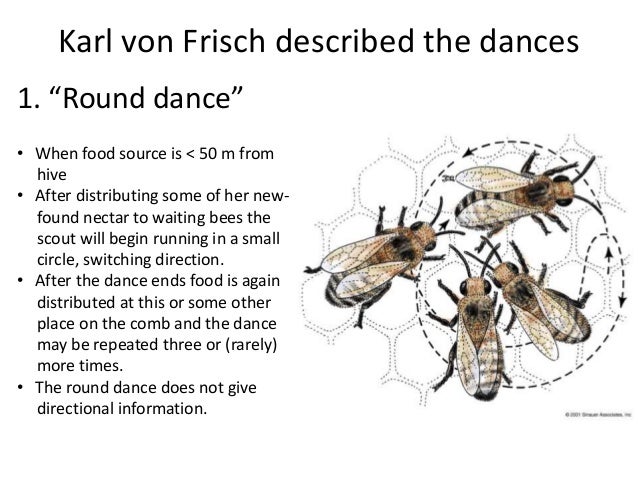 Dance language honeybee