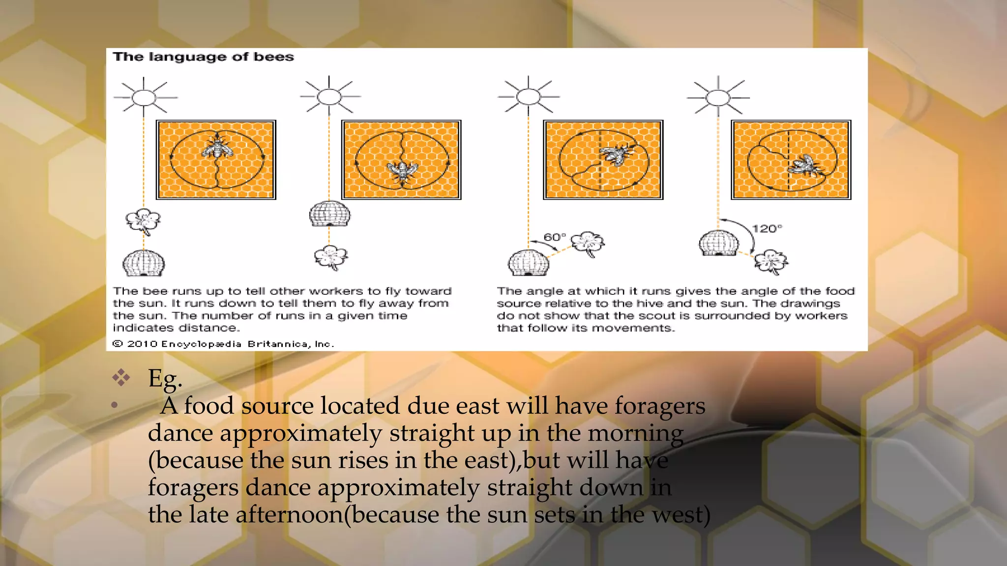 Dance language of honey bees | PDF