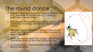 Dance language of honey bees | PDF