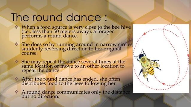 Dance language of honey bees | PDF | Beekeeping | Hobbies & Interests