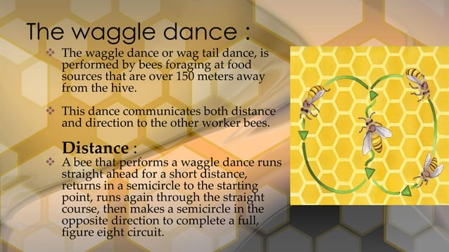 Dance language of honey bees | PDF | Beekeeping | Hobbies & Interests