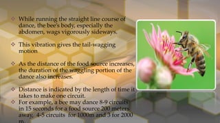 Dance language of honey bees | PDF