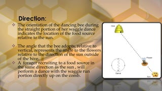 Dance language of honey bees | PDF