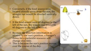 Dance language of honey bees | PDF