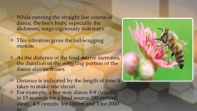 Dance language of honey bees