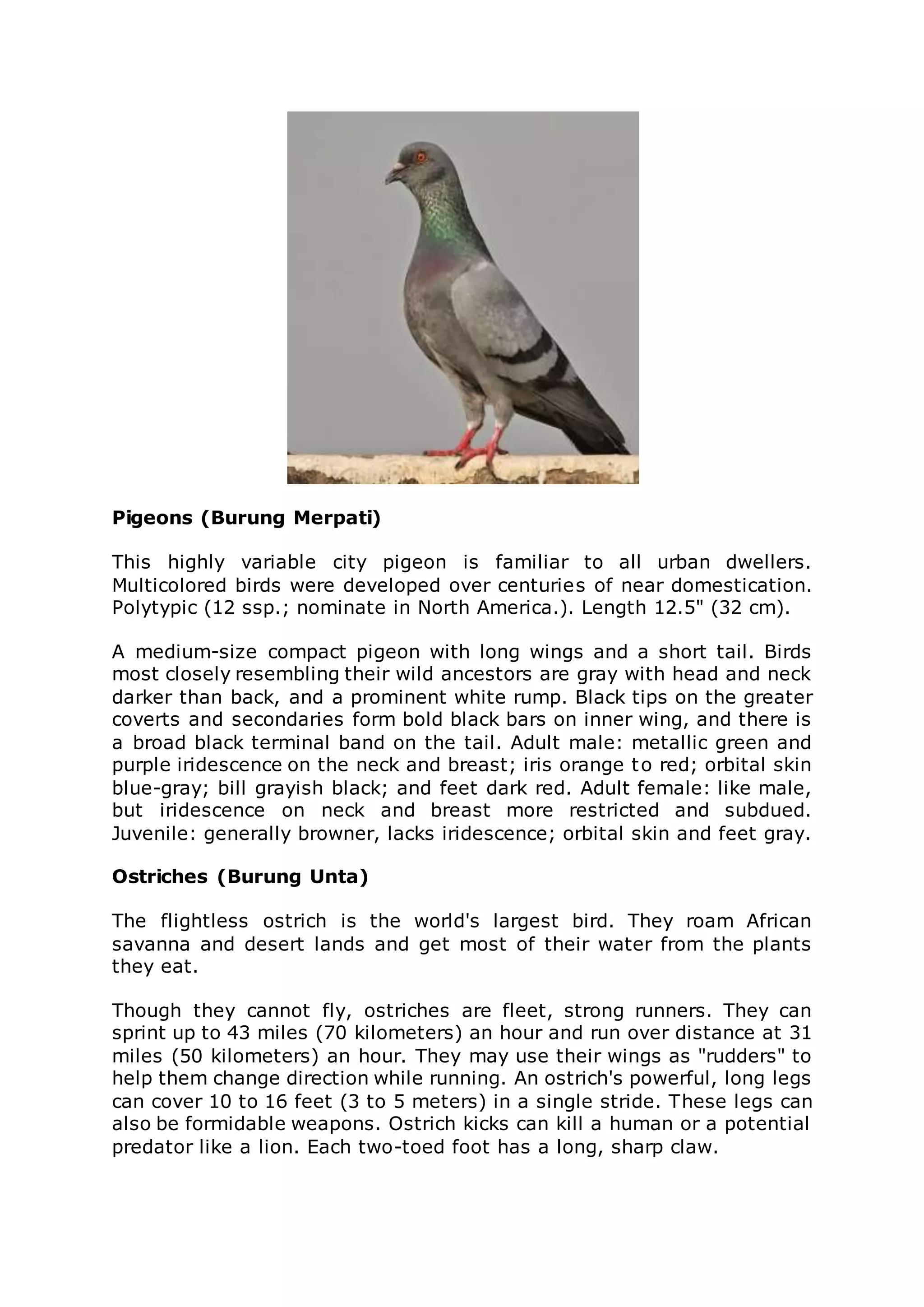 Dancing birds narrative | DOCX