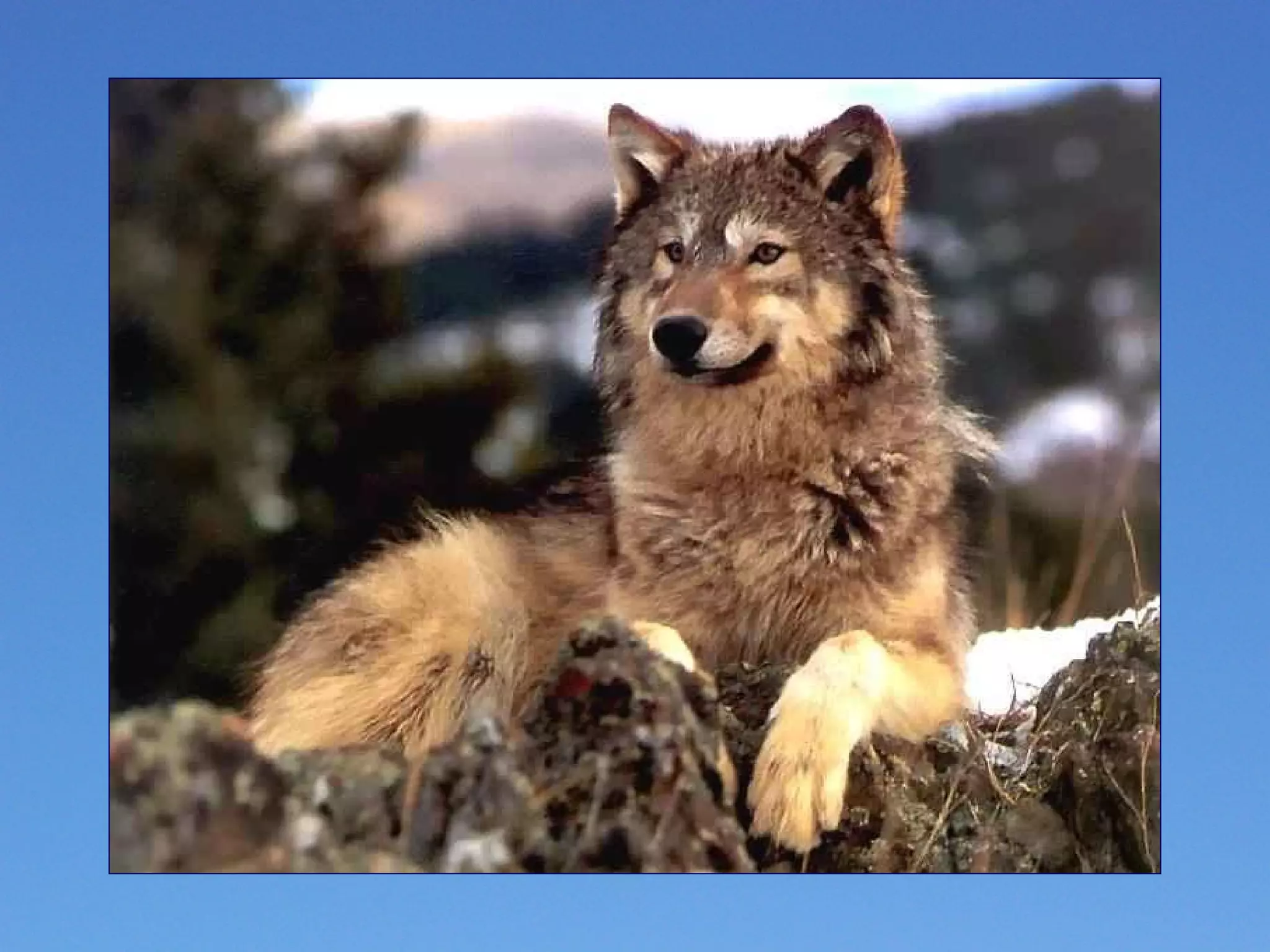 Dancing With Wolves | PPS