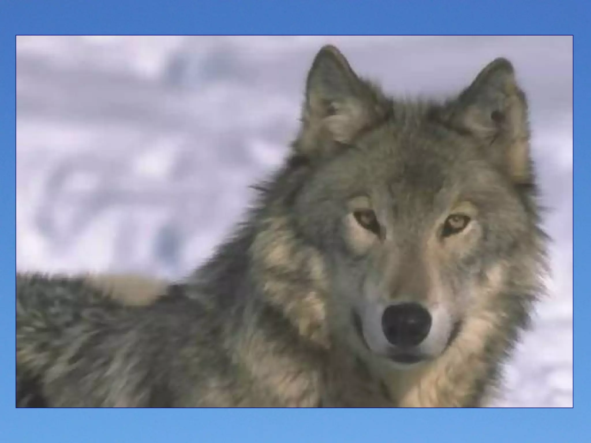 Dancing With Wolves | PPS