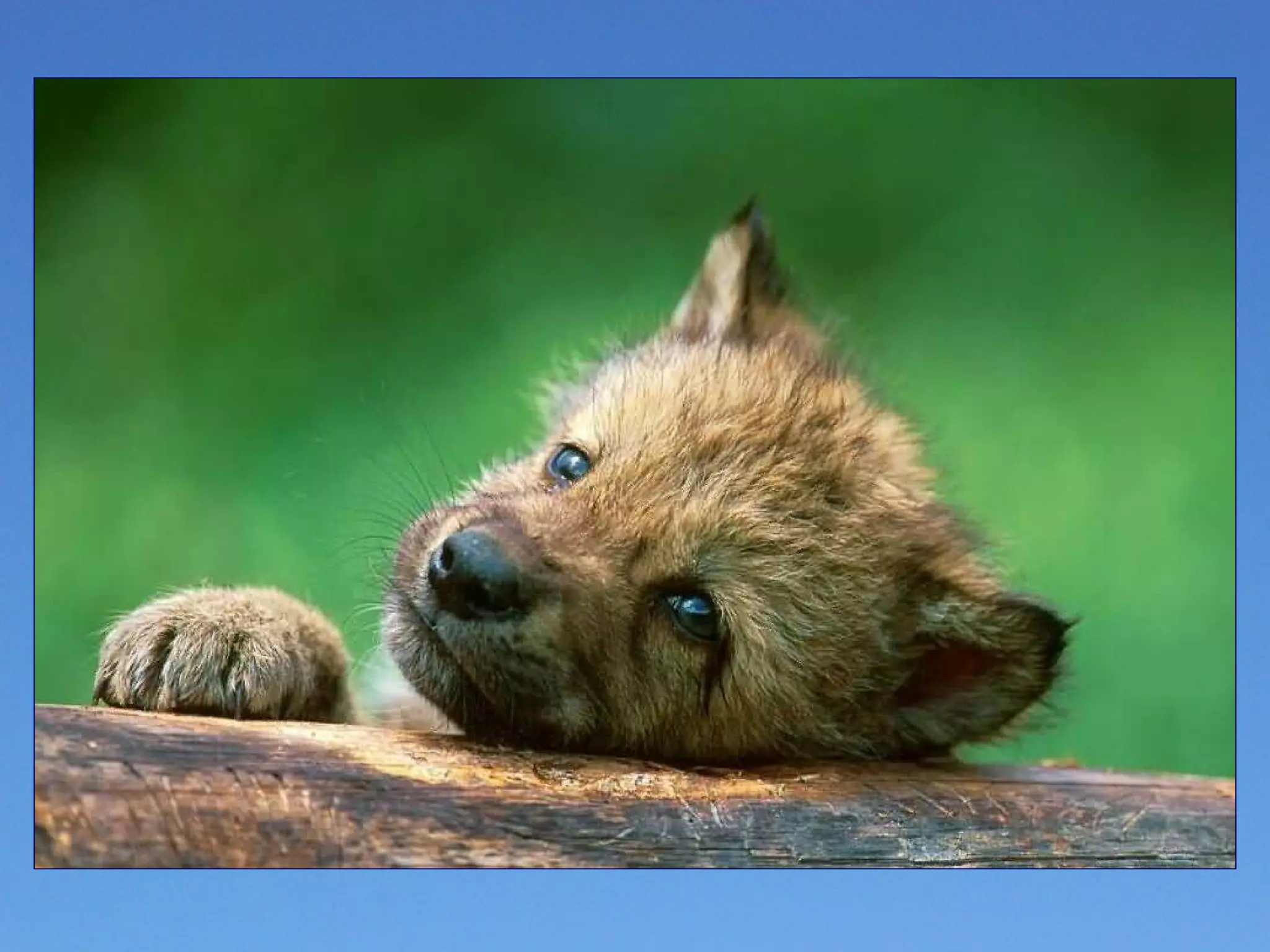 Dancing With Wolves | PPS