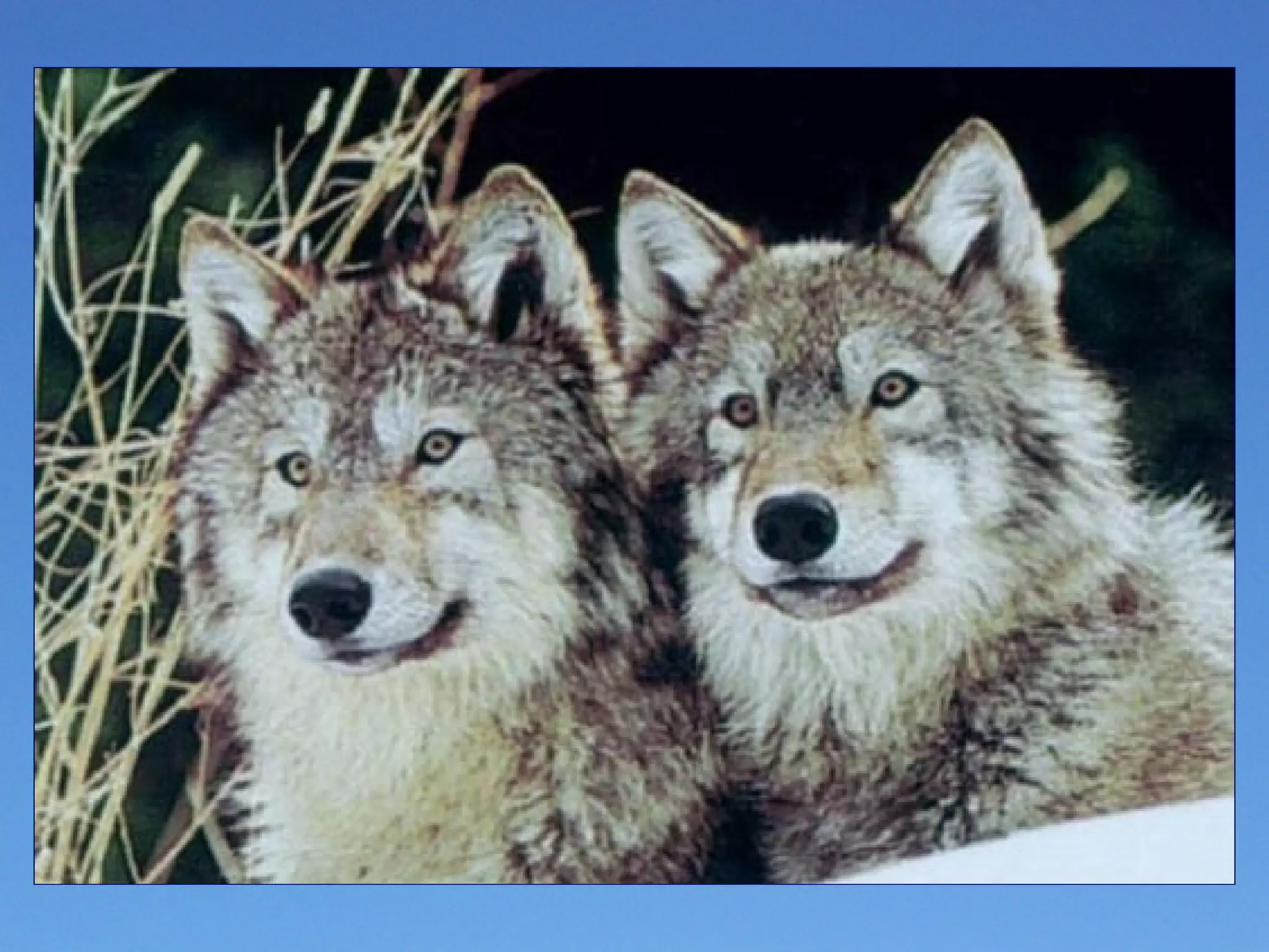 Dancing With Wolves | PPS