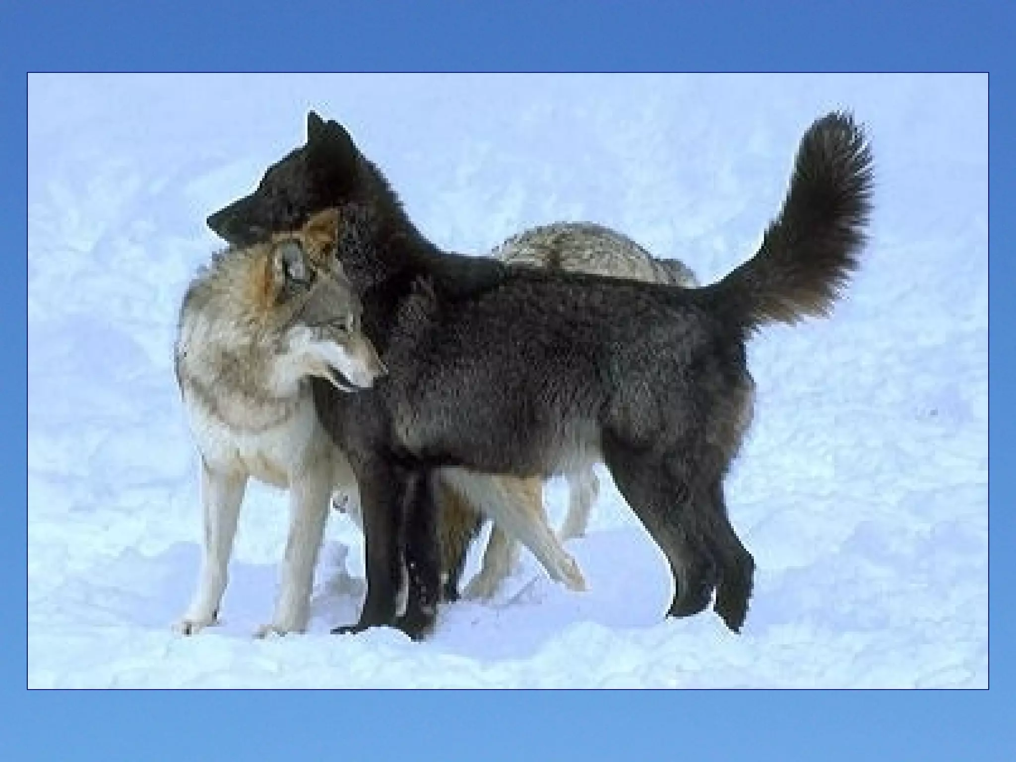 Dancing With Wolves | PPS