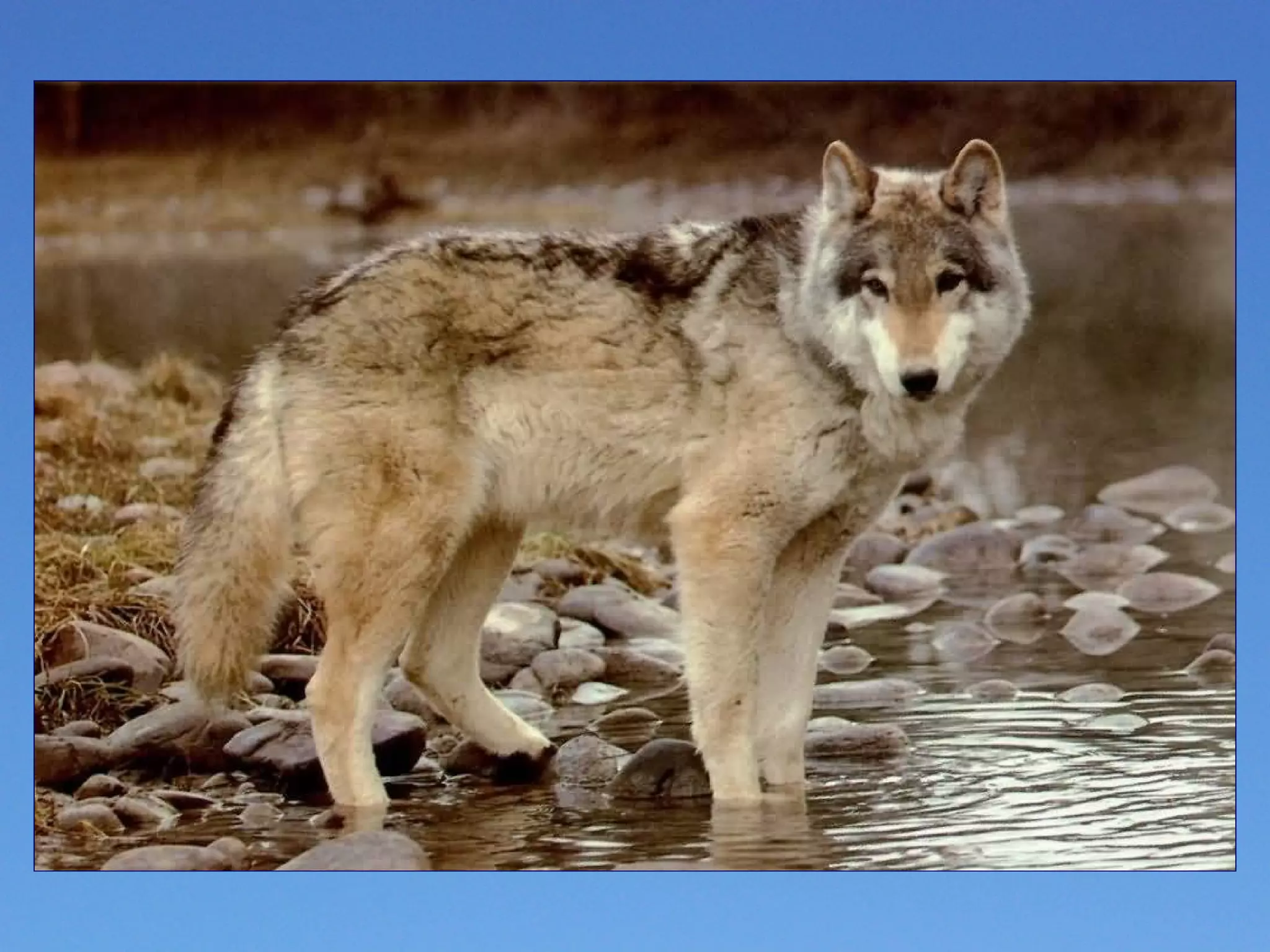 Dancing With Wolves | PPS