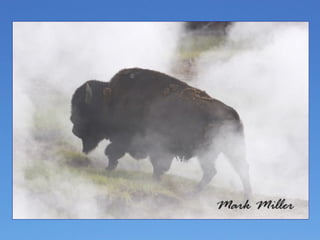 Dancing With Wolves | PPS